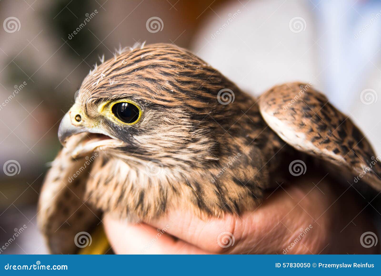 Kestrel stock photo. Image of young, portrait, horizontal - 57830050