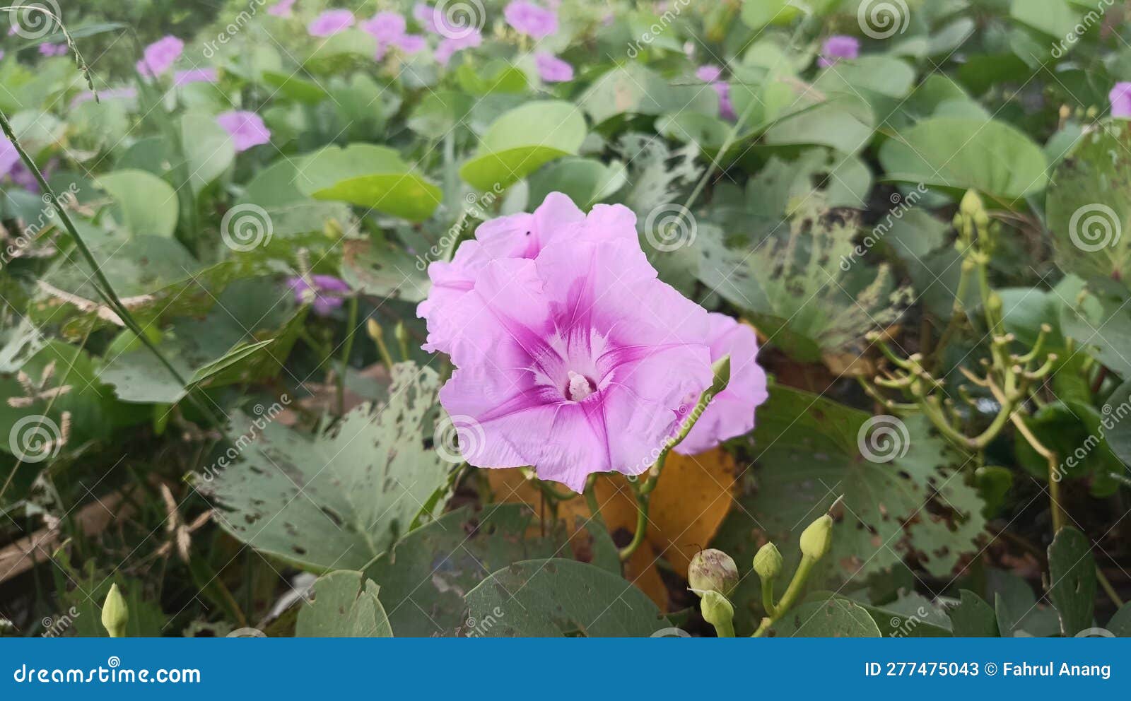 Ketang-Ketang Flower: the Beauty of a Unique and Rare Bloom Stock Image ...