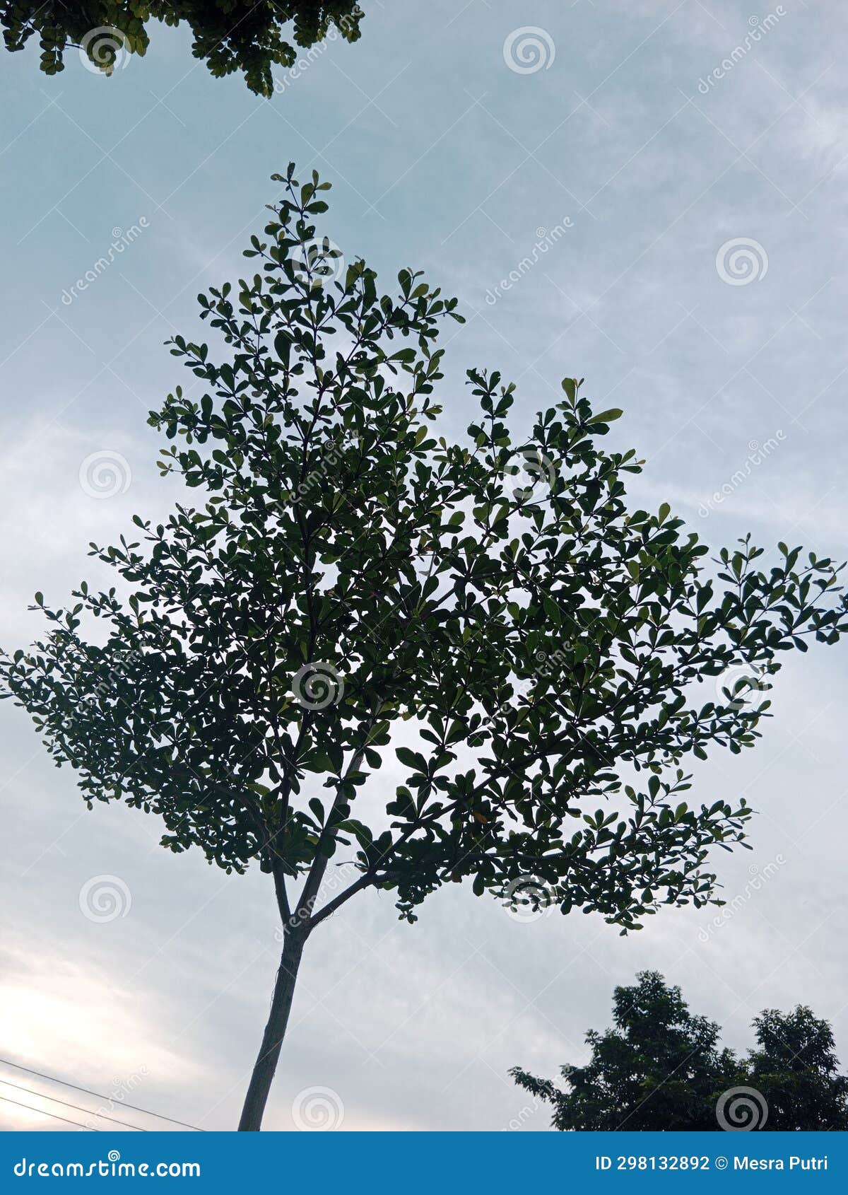 Ketapang Kencana Tree, a Tree that Can Provide Shade on the Side of the ...