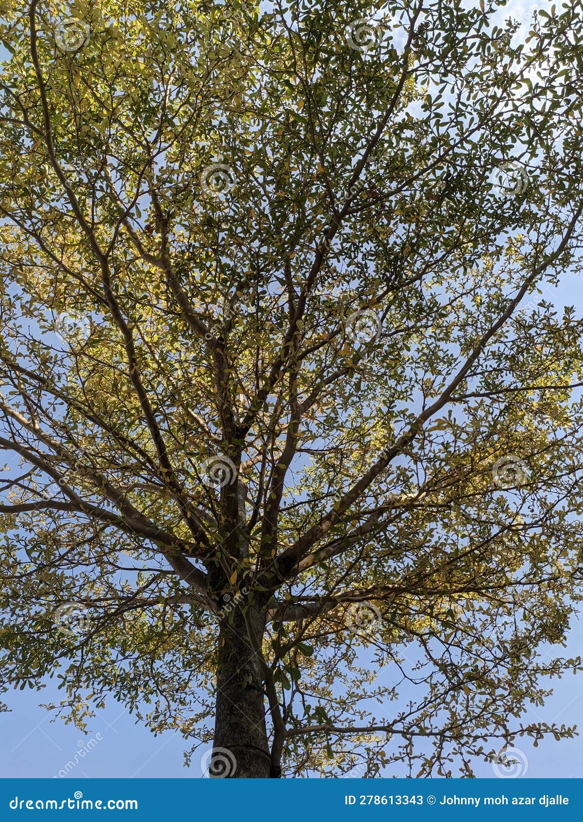 Ketapang Kencana Tree in the City Park Stock Image - Image of tree ...