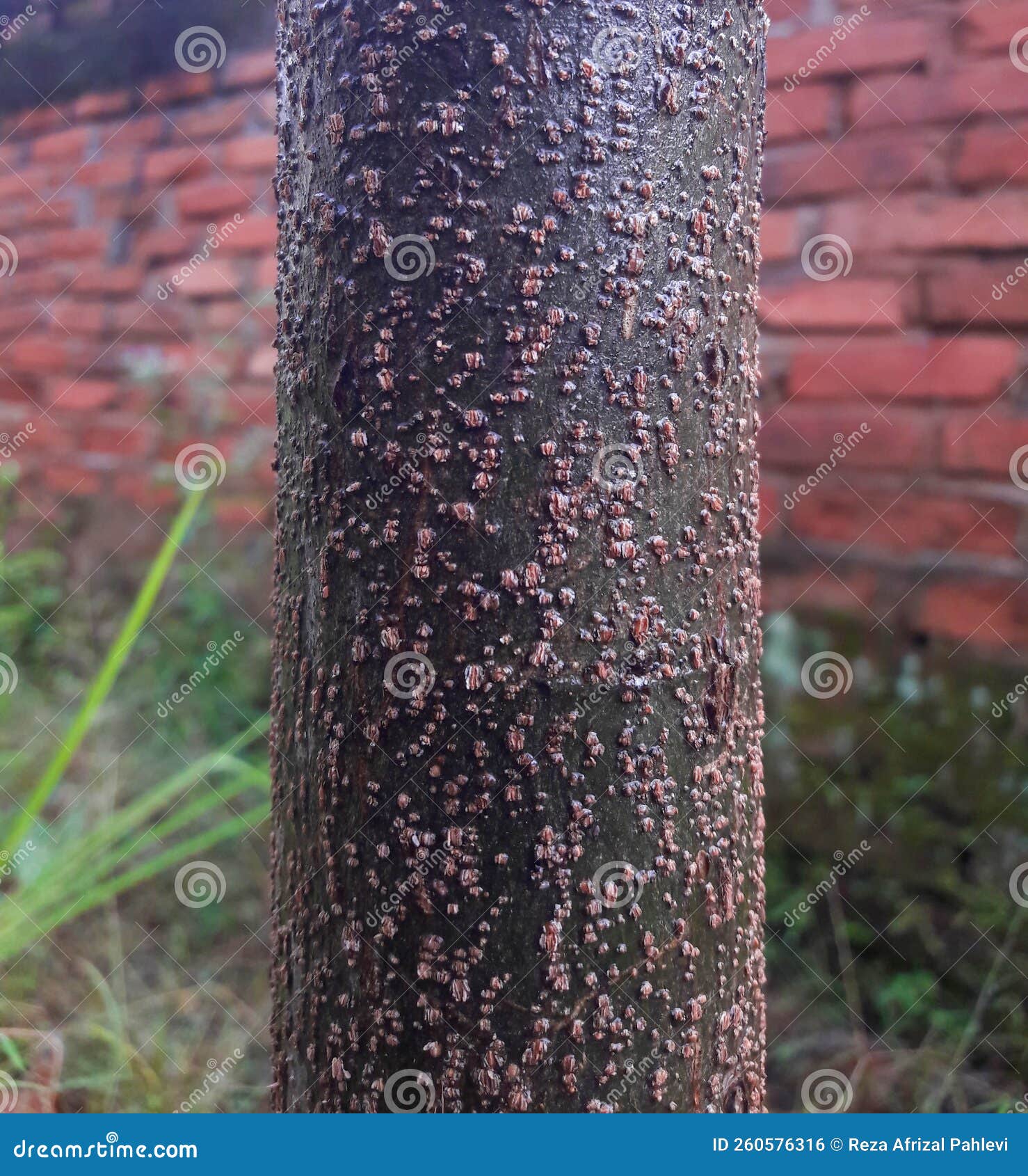 Ketapang Kencana Tree Trunk Texture after November 2022 Rain Stock ...