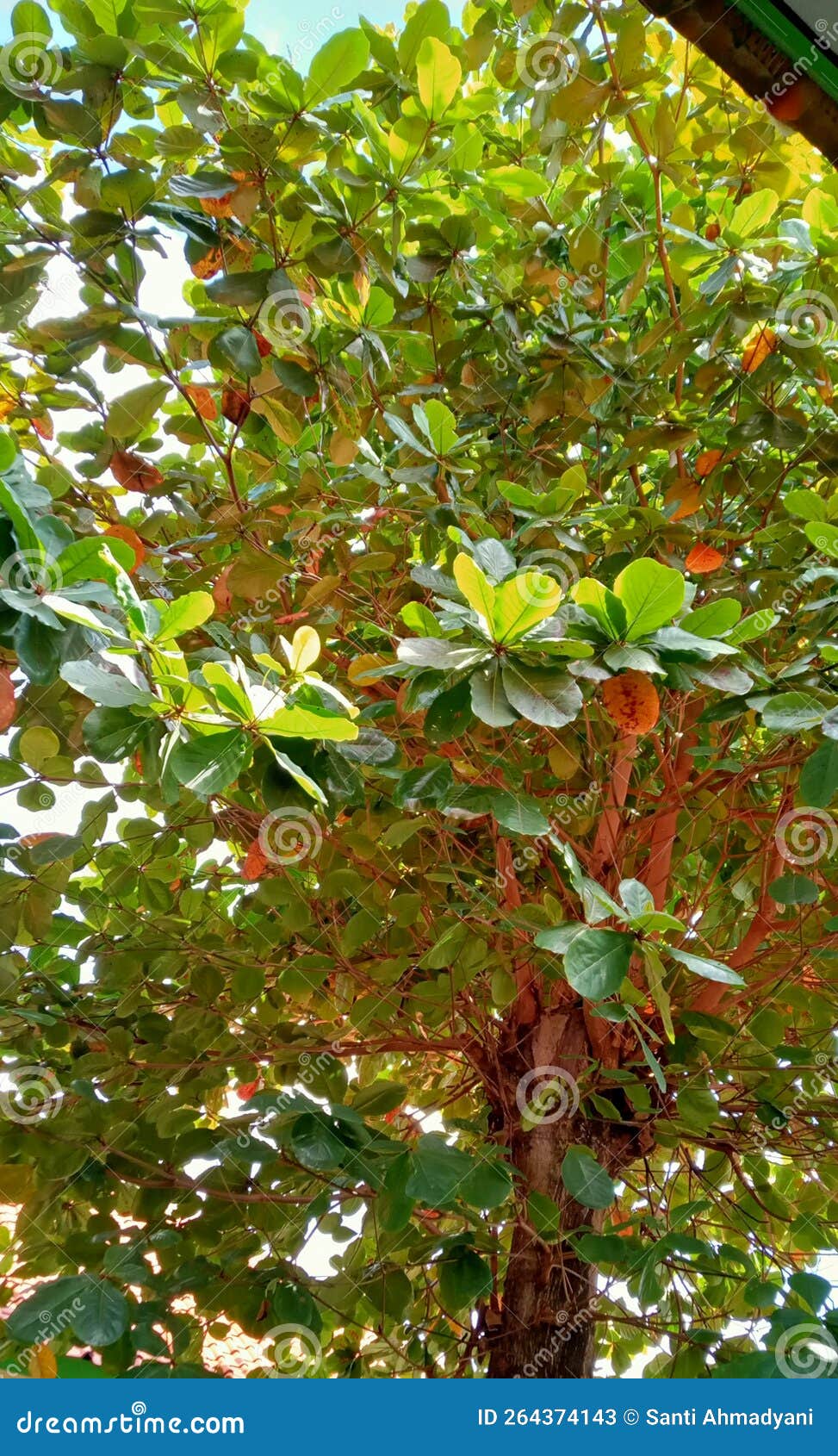 Ketapang Tree As a Shade Tree and Decoration Stock Image - Image of ...