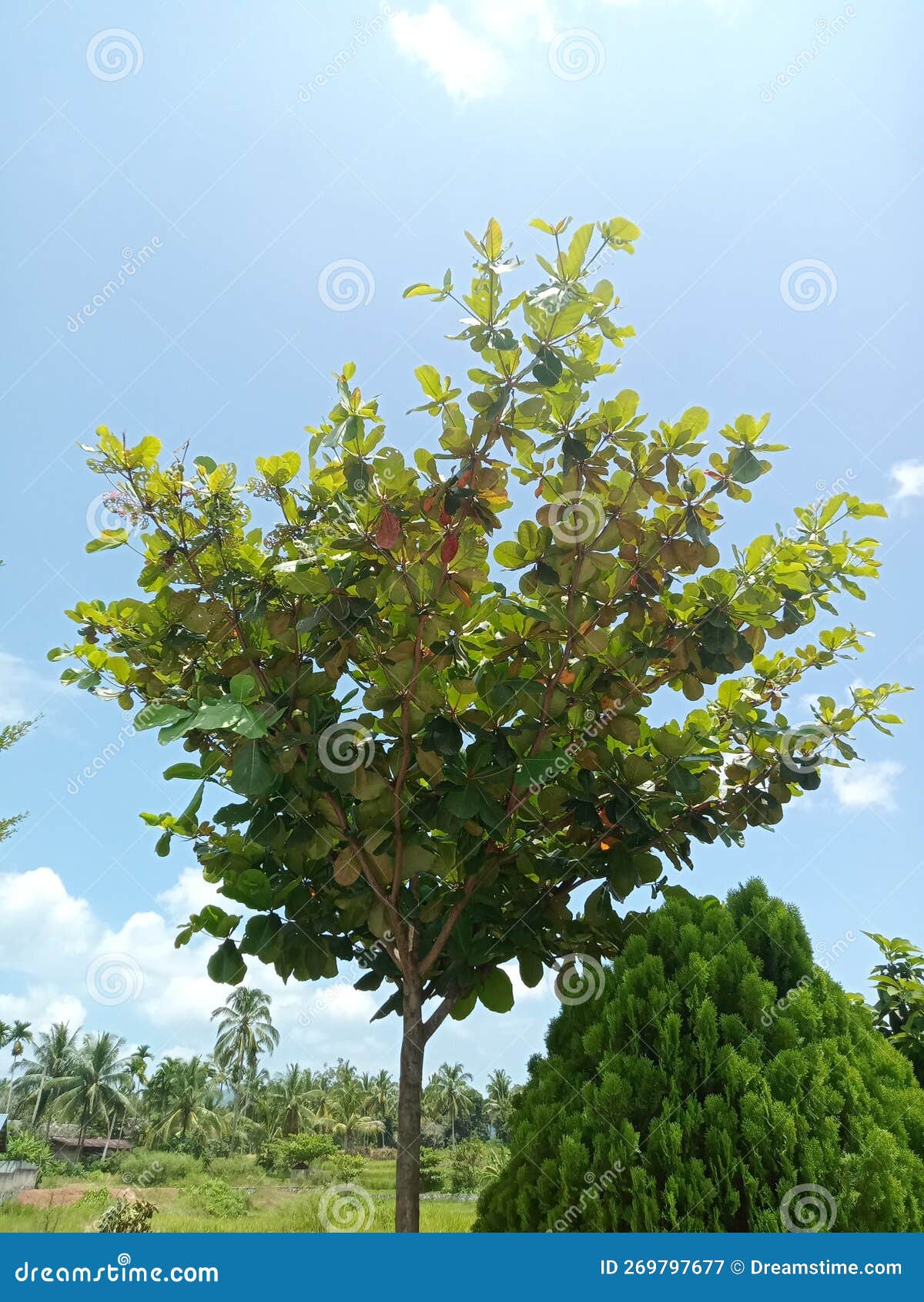 Ketapang tree stock image. Image of maple, food, herb - 269797677