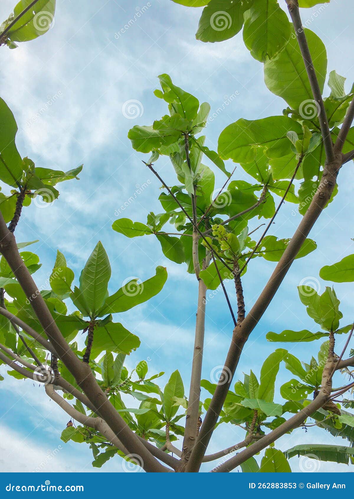 Ketapang Tree Royalty-Free Stock Photo | CartoonDealer.com #272265687