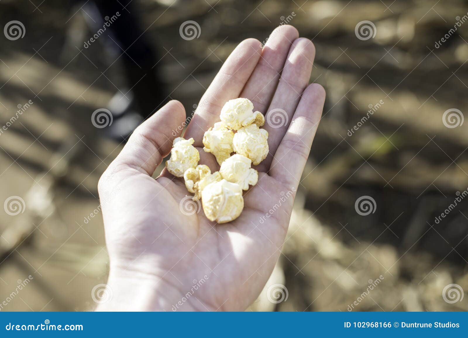 Kettle Corn Popcorn in a Hand Stock Photo - Image of sweet, delicious ...