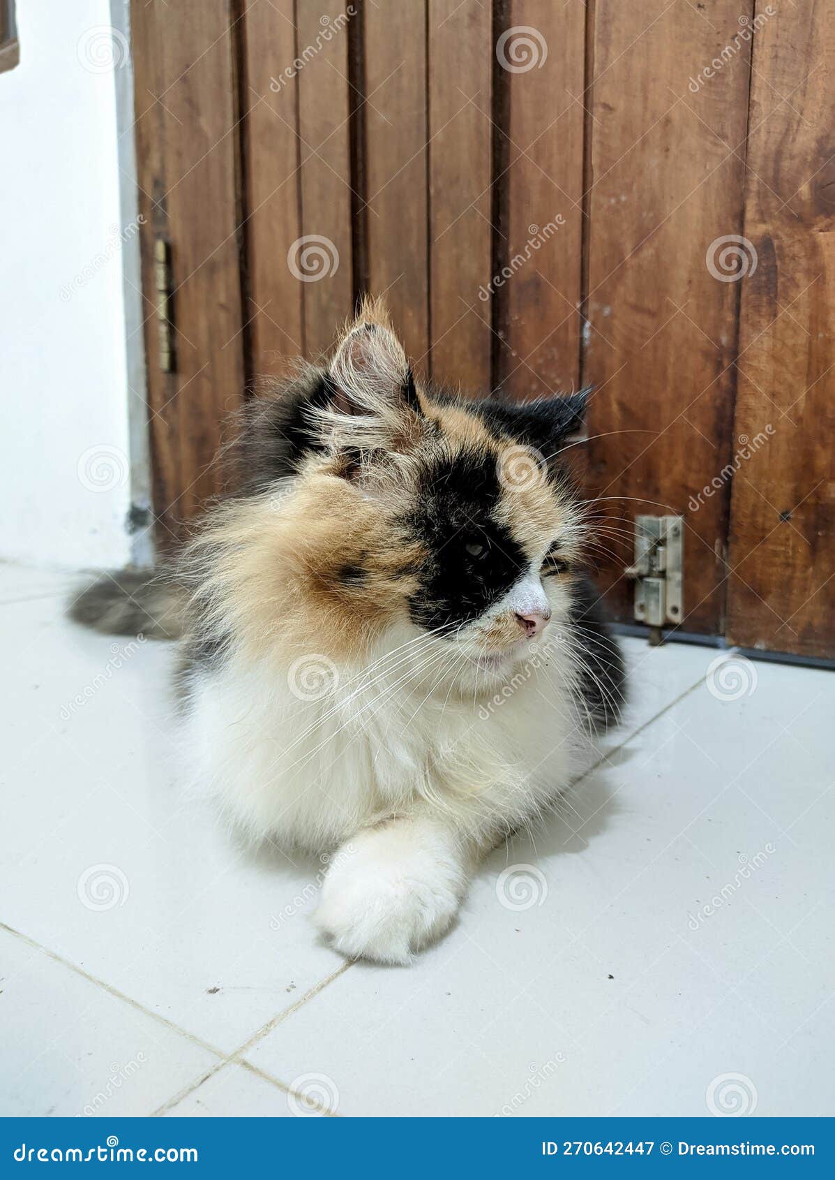 Ketty stock image. Image of mamals, persian, female - 270642447