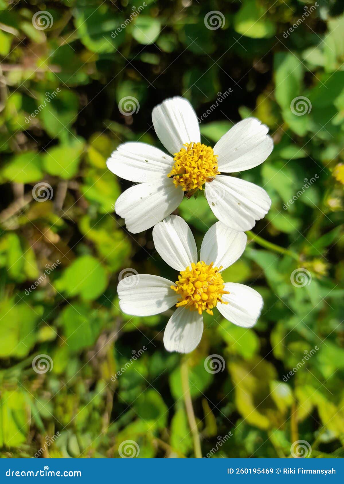 Ketul Flowers Stock Photos - Free & Royalty-Free Stock Photos from ...