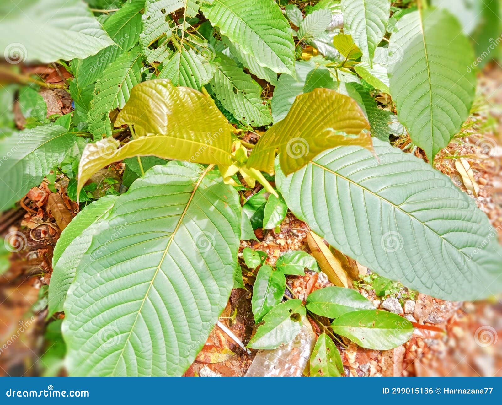 Ketum Leaves Ketum Leaf Tree Background Green Stock Photo - Image of ...
