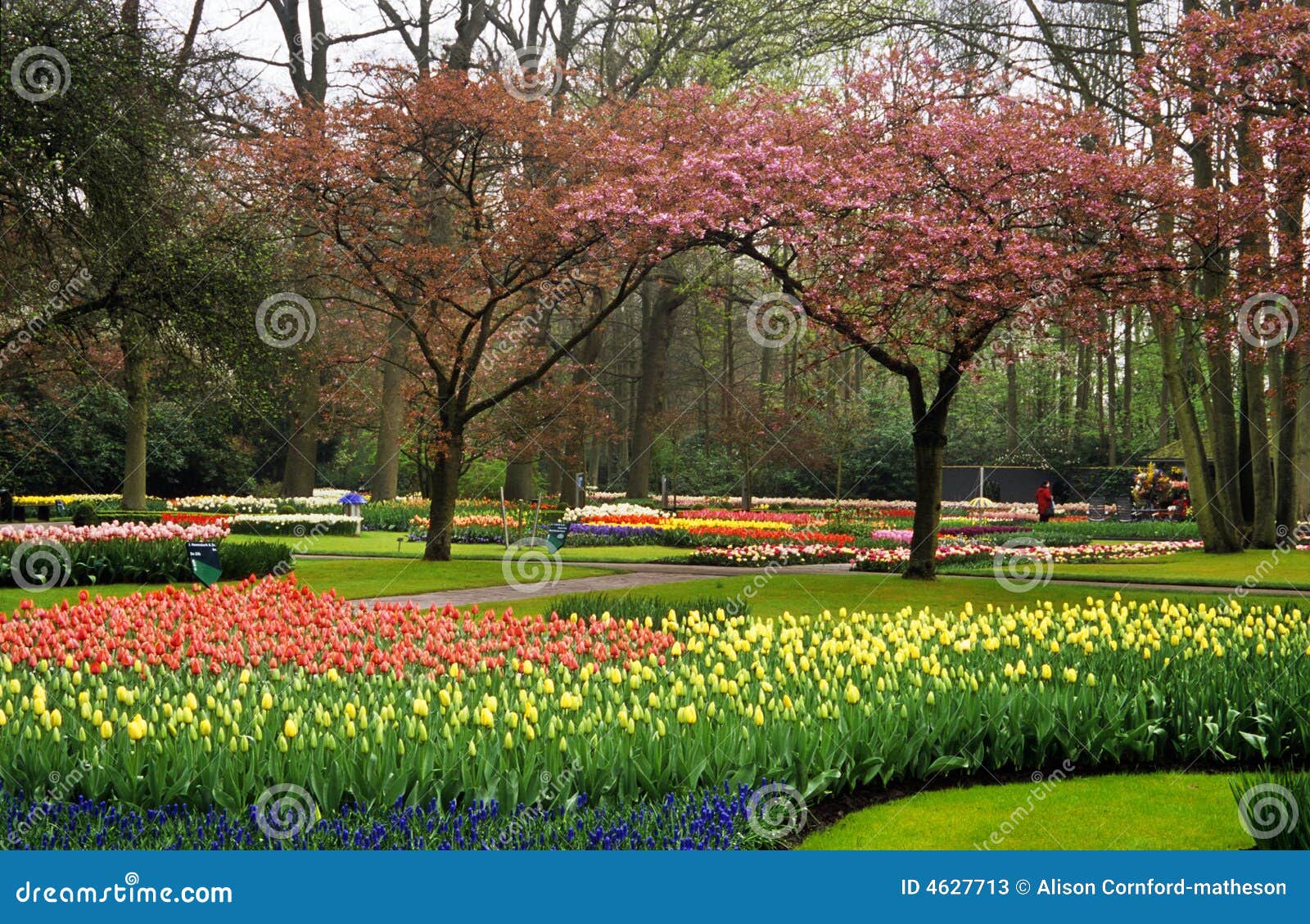 Keukenhof Gardens stock image. Image of springtime, europe - 4627713