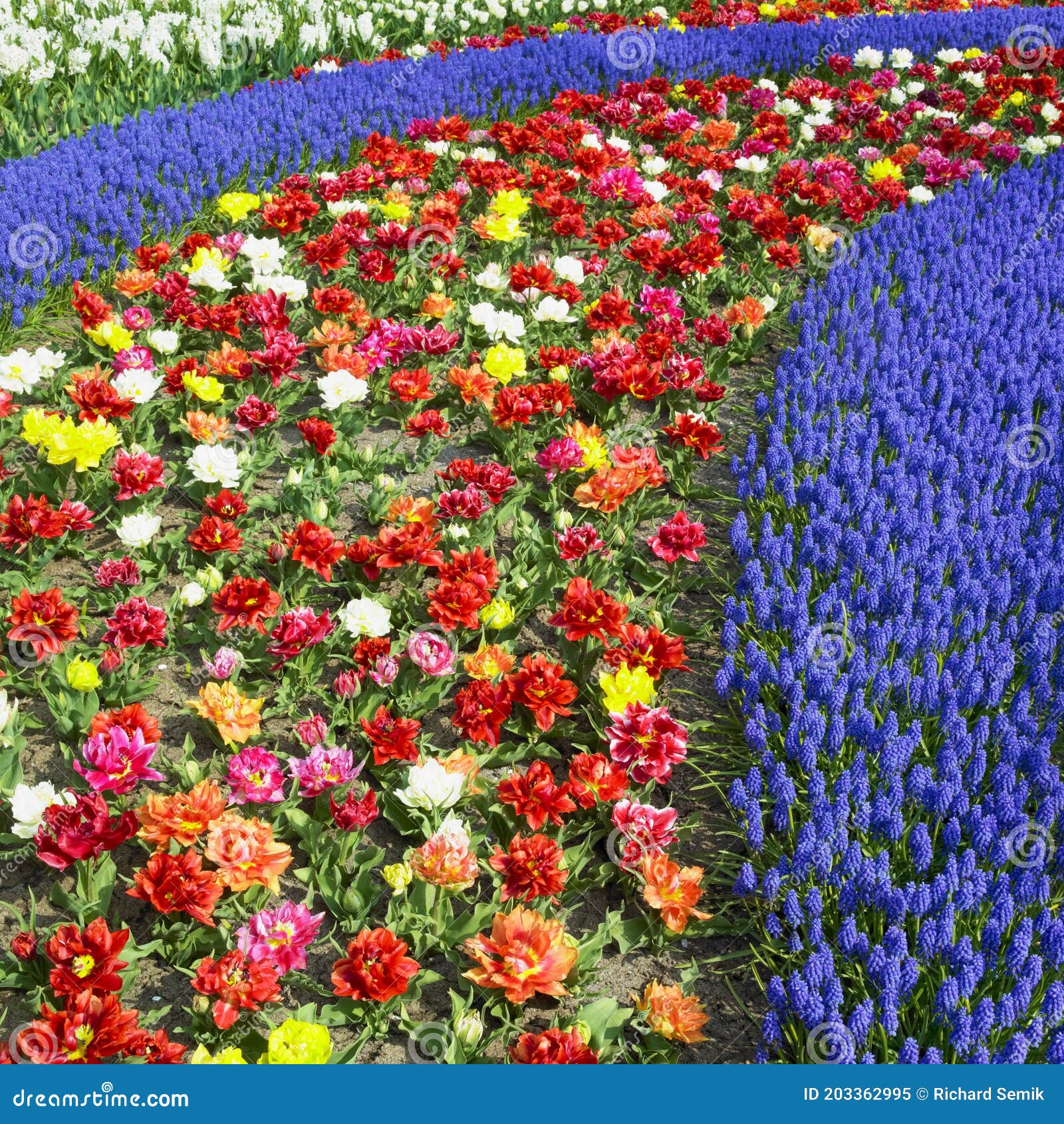 Keukenhof Gardens, Lisse, Netherlands Stock Image - Image of outdoors ...