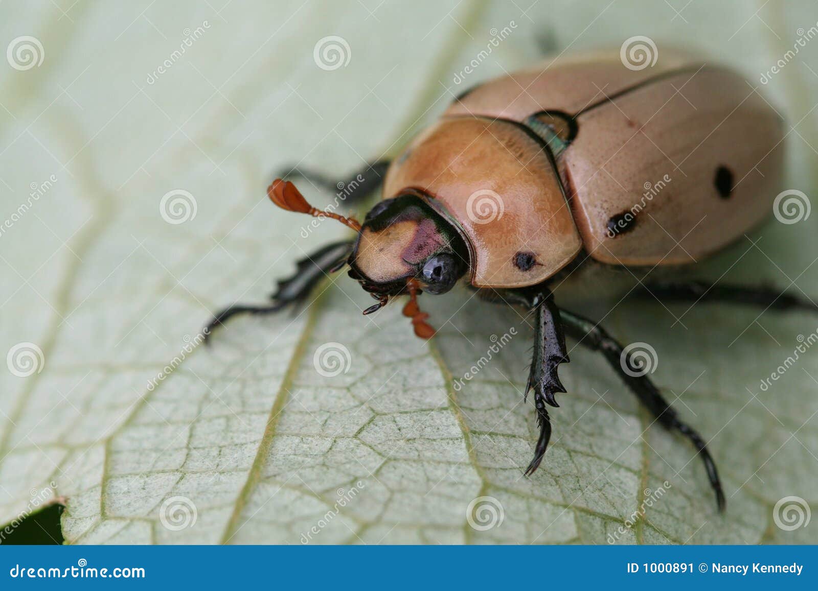 Kever stock afbeelding. Image of groot, bladluis, vleugels - 1000891