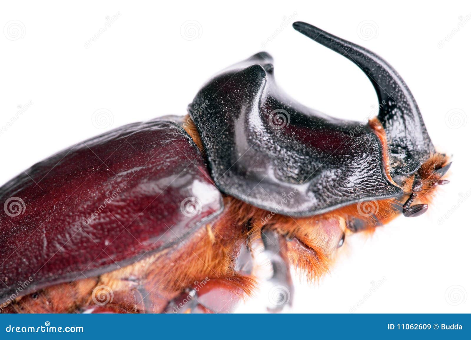 Kever stock afbeelding. Image of dier, sluit, monster - 11062609