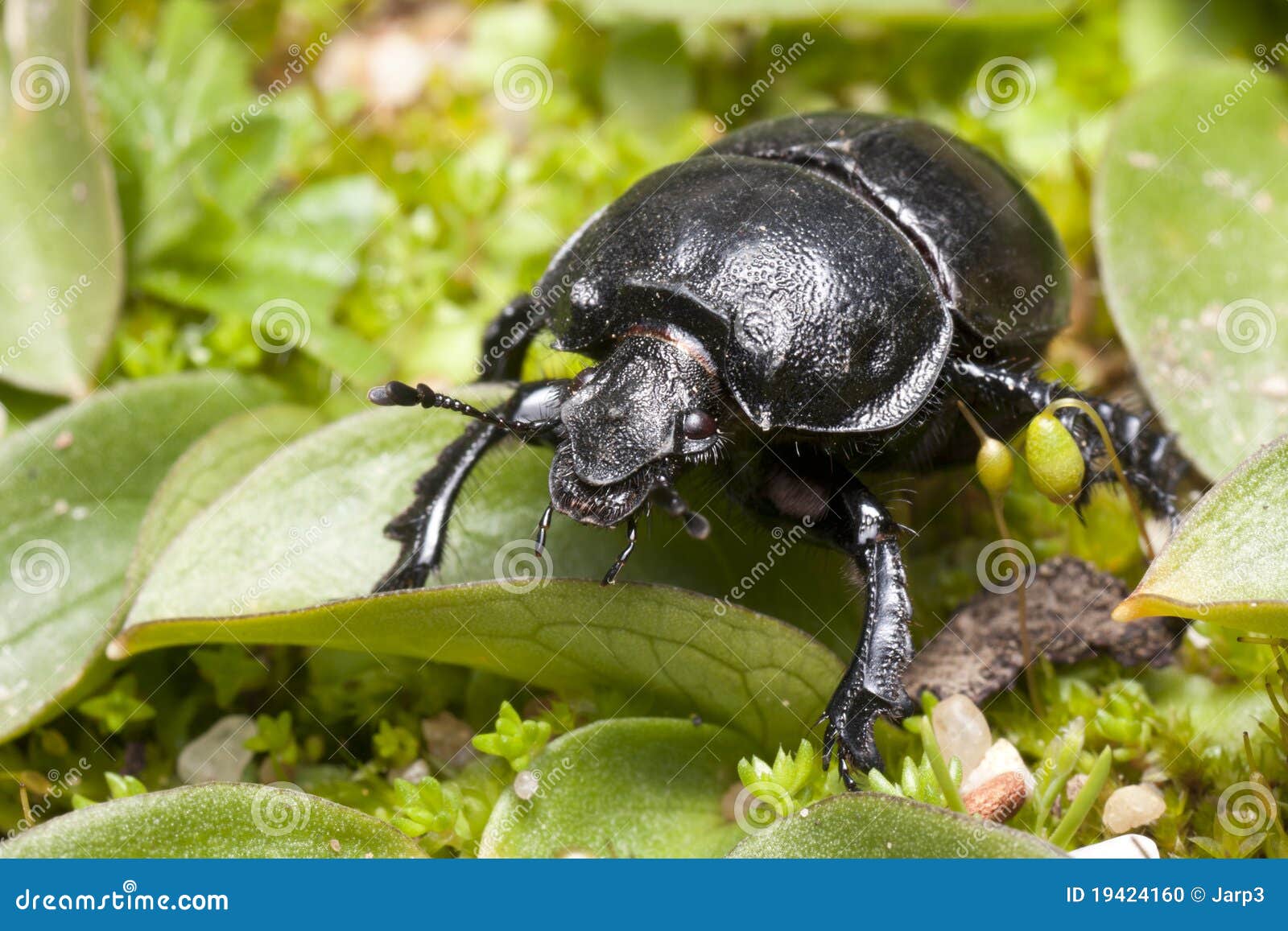 Kever stock foto. Image of dieren, entomologie, dierentuin - 19424160