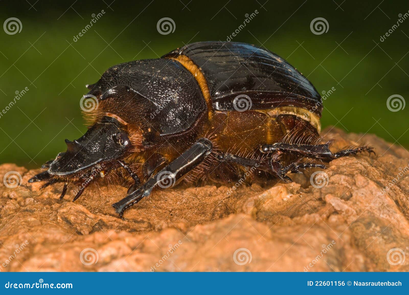 Kever stock foto. Image of zuiden, insect, beschermd - 22601156