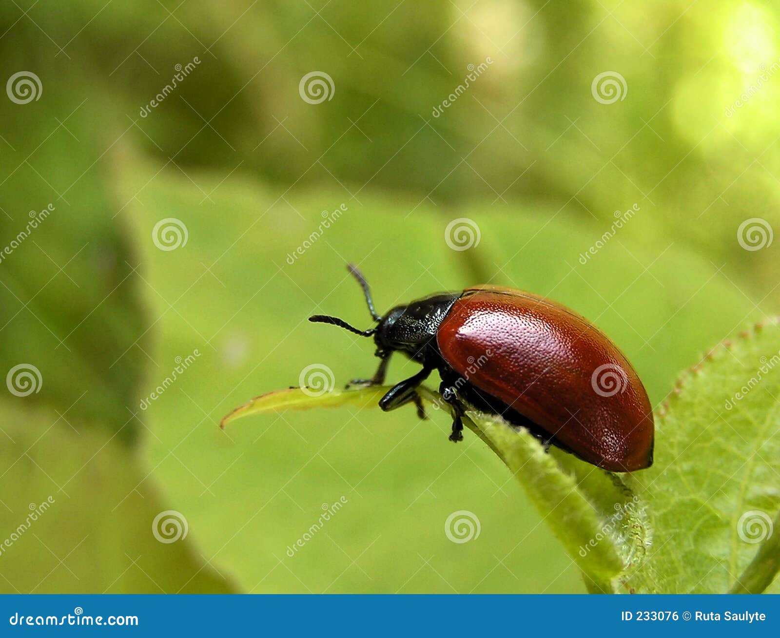 Kever stock foto. Image of één, zomer, blad, rood, groen - 233076