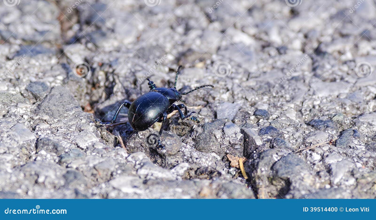 Kever stock foto. Image of ruim, sjab, insect, mannetje - 39514400