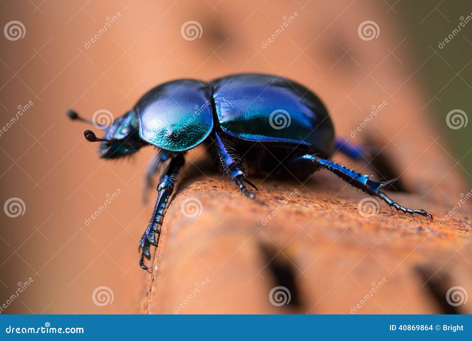 Kever stock foto. Image of kant, glanzend, zwart, kever - 40869864