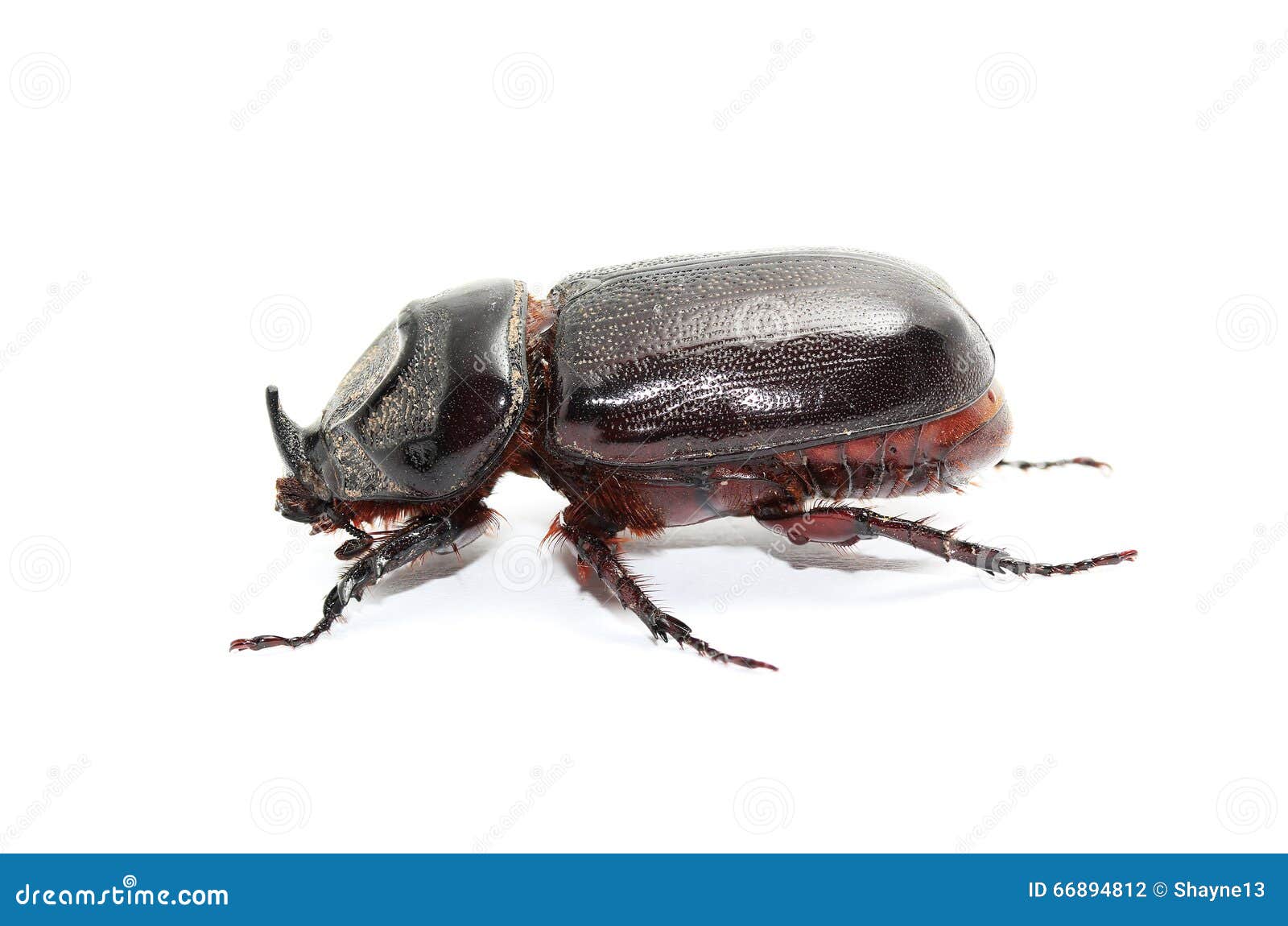 Kever stock foto. Image of horizontaal, kever, insect - 66894812