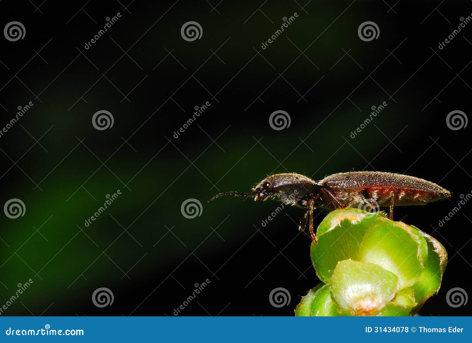 Kever bij de groene bloei stock foto. Image of team, inzameling - 31434078