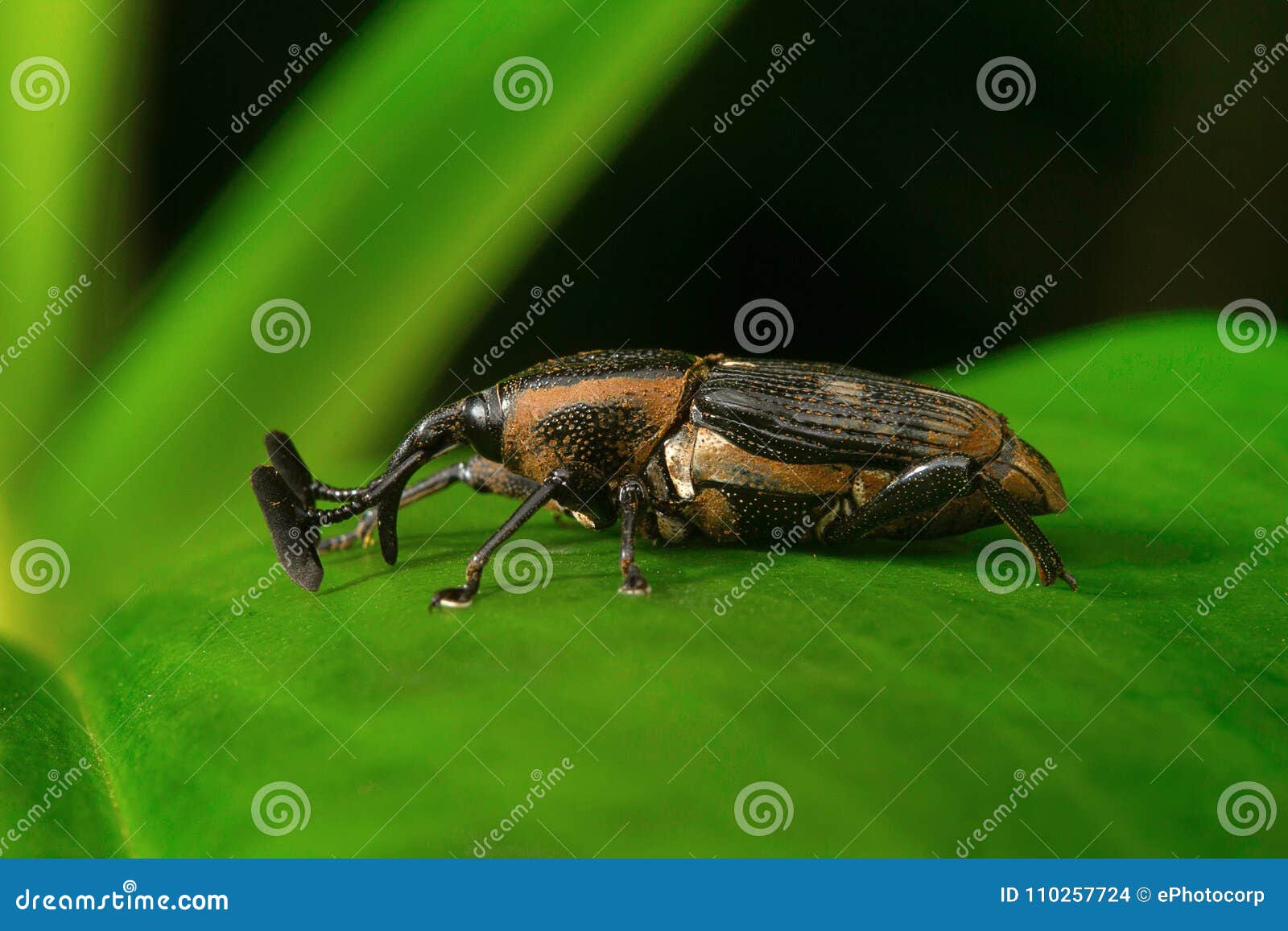 Kever, Graanklander, Aarey-Melkkolonie, INDIA Stock Foto - Image of ...