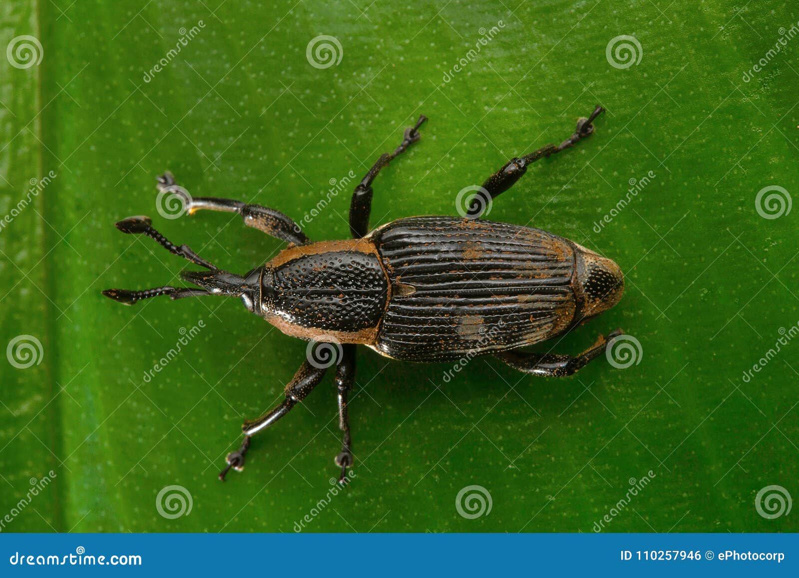 Kever, Graanklander, Aarey-Melkkolonie, INDIA Stock Foto - Image of ...