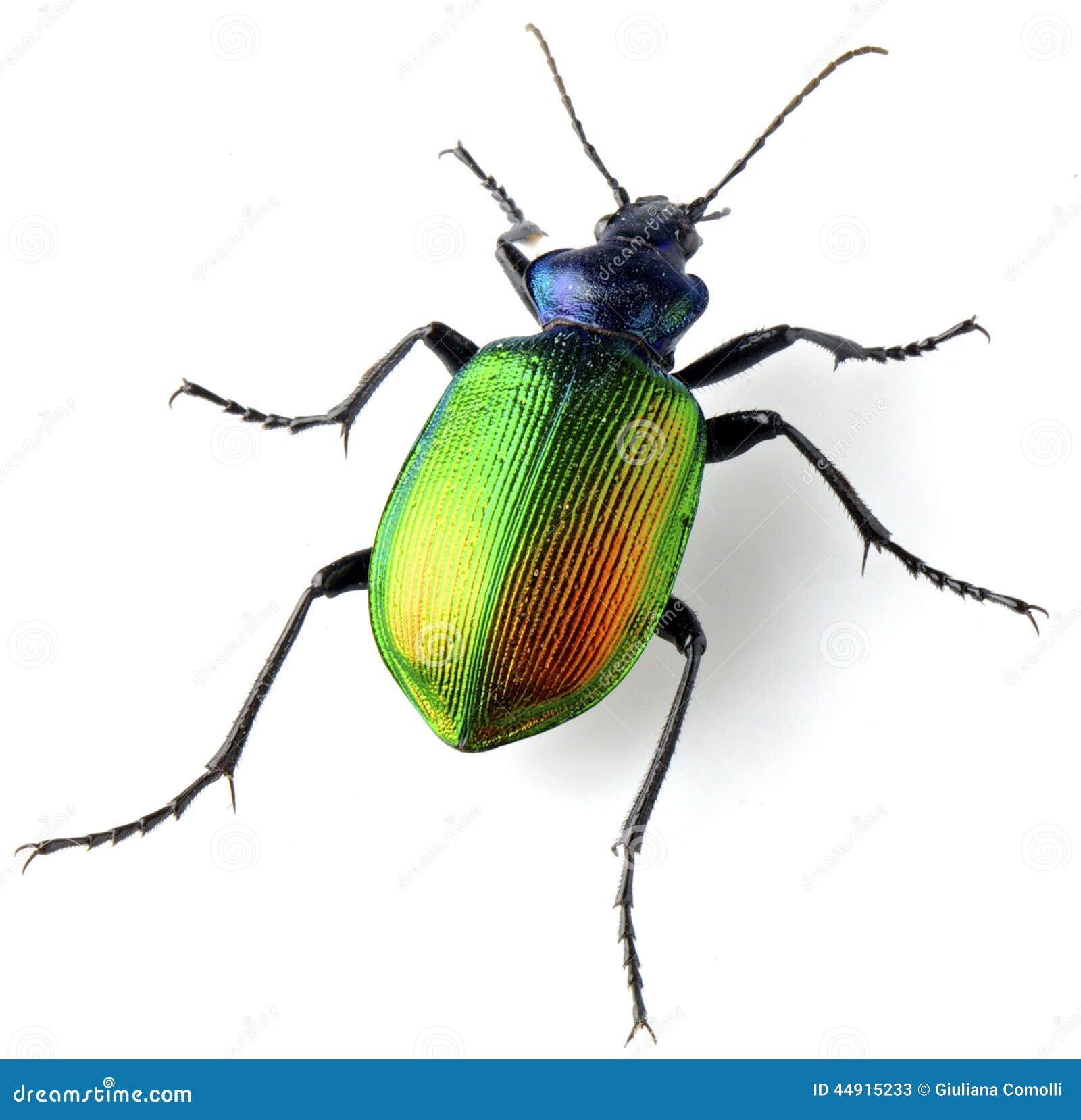 Kever, groen zwart goud stock afbeelding. Image of groen - 44915233