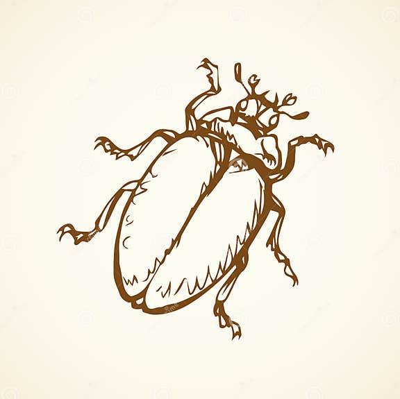 Kever Vector tekening vector illustratie. Illustration of gevleid ...