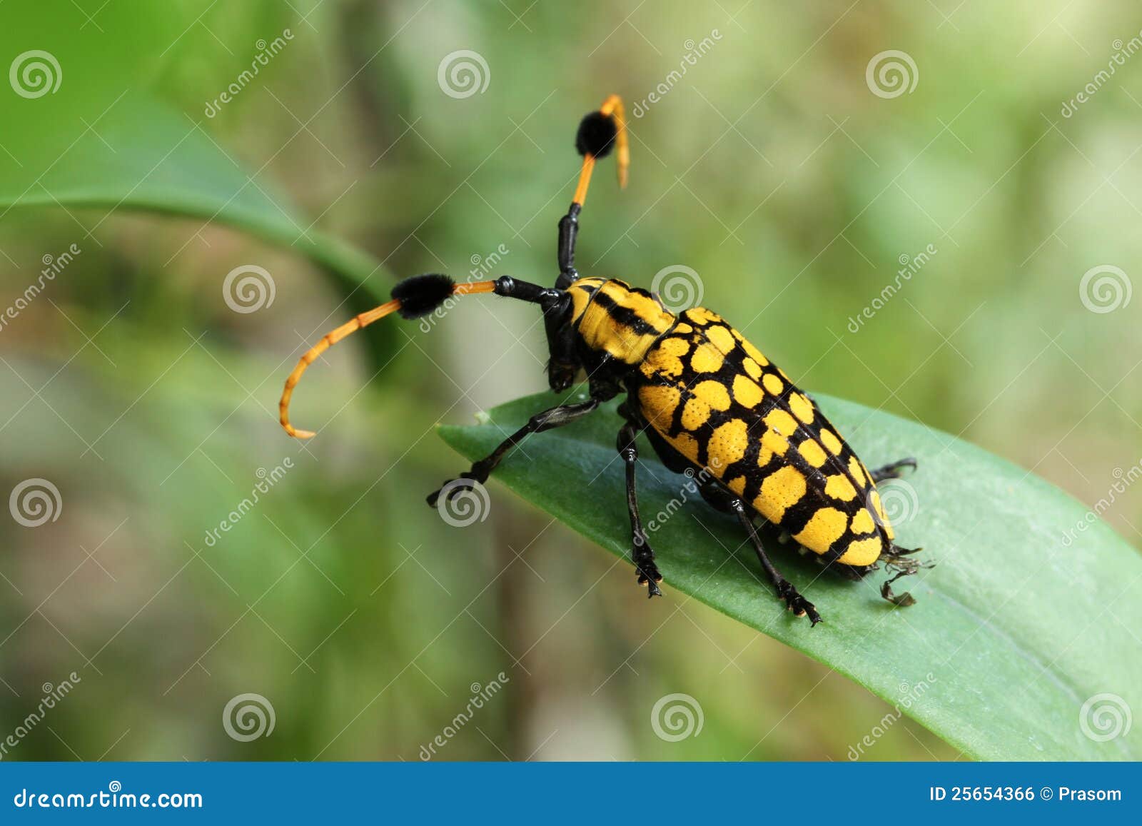 Kevers stock foto. Image of antennes, achtergrond, kever - 25654366