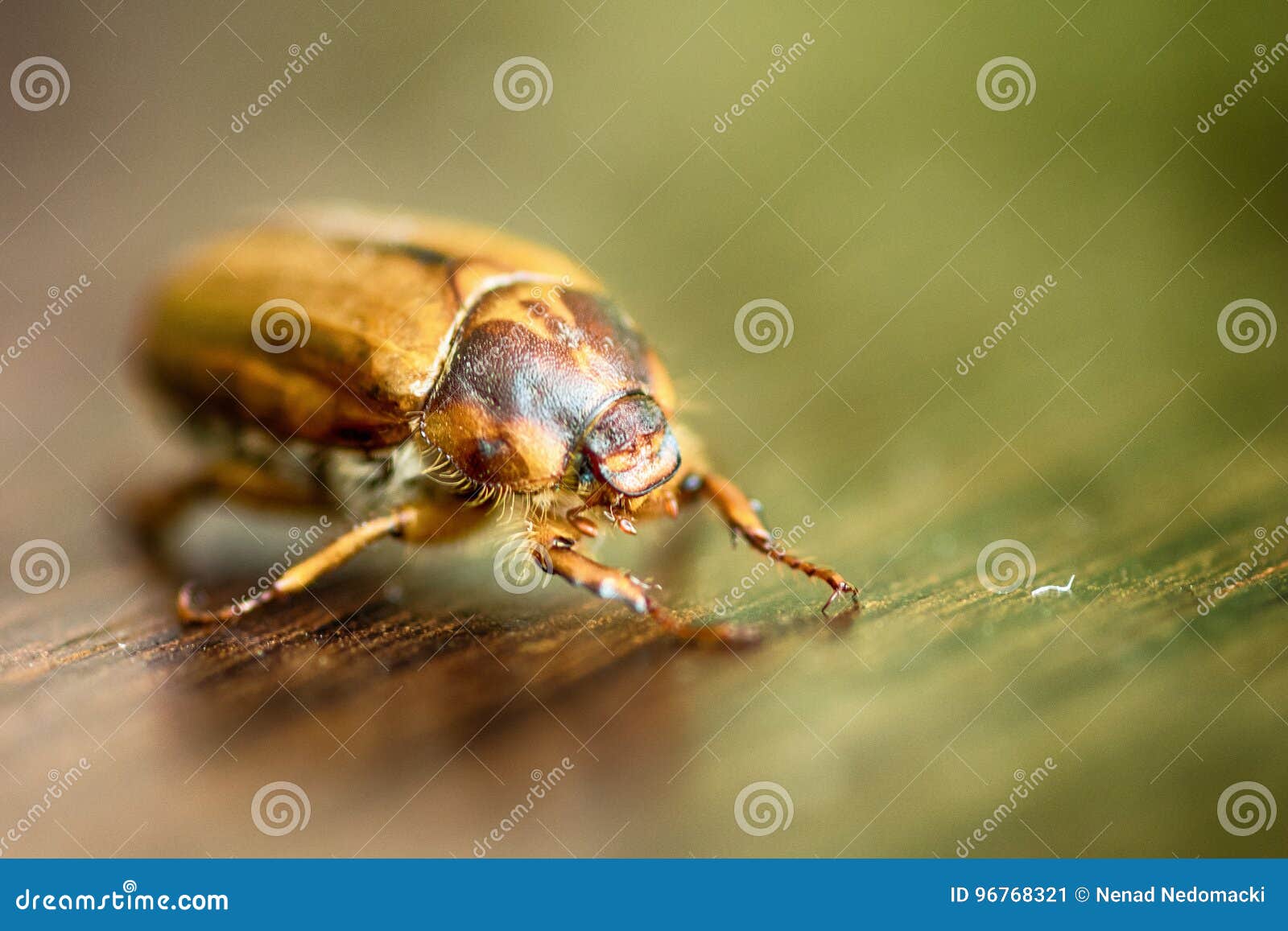 Kevers: Junikever of Melolontha Van Maybug Melolontha Stock Afbeelding ...