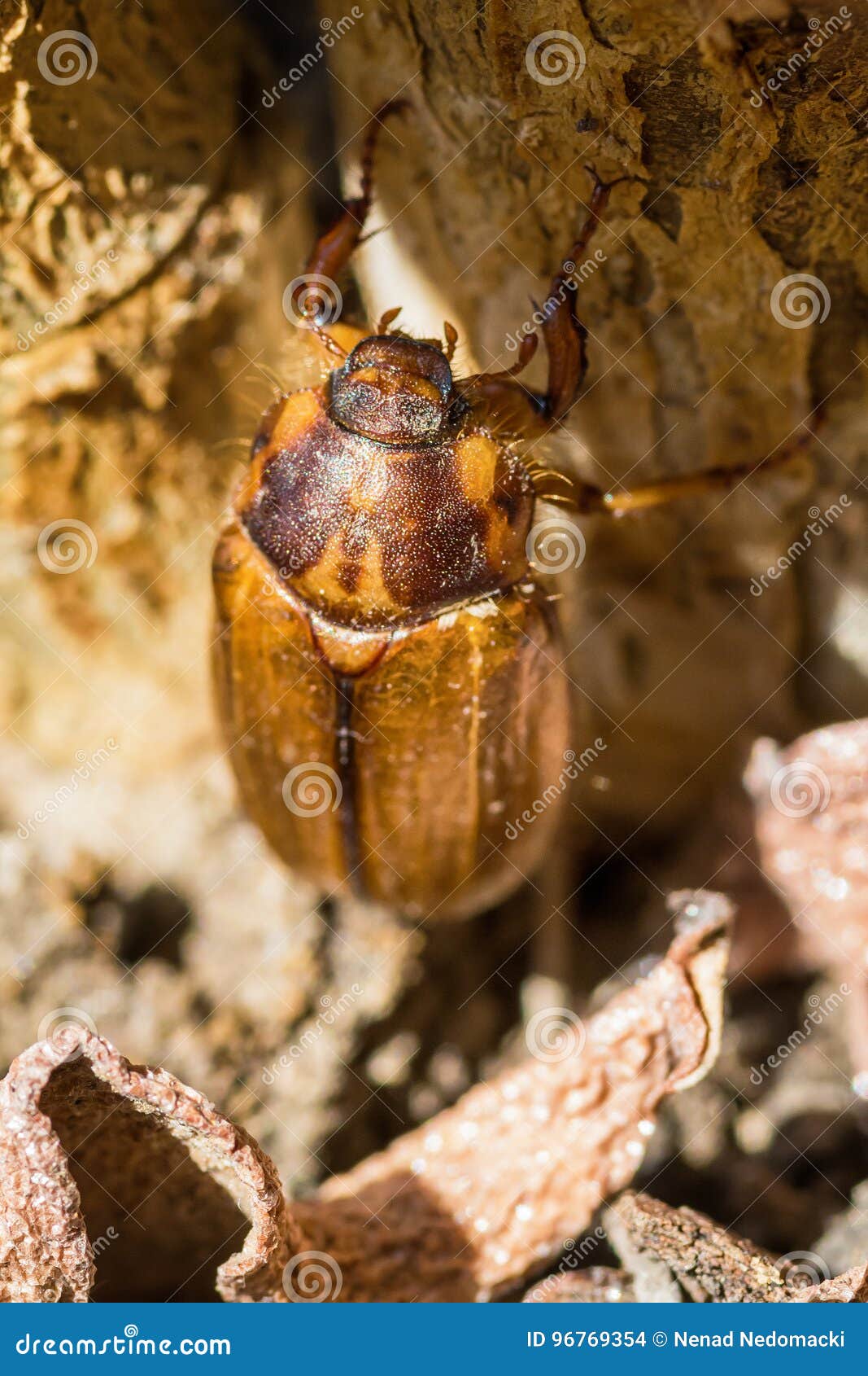Kevers: Junikever of Melolontha Van Maybug Melolontha Stock Foto ...