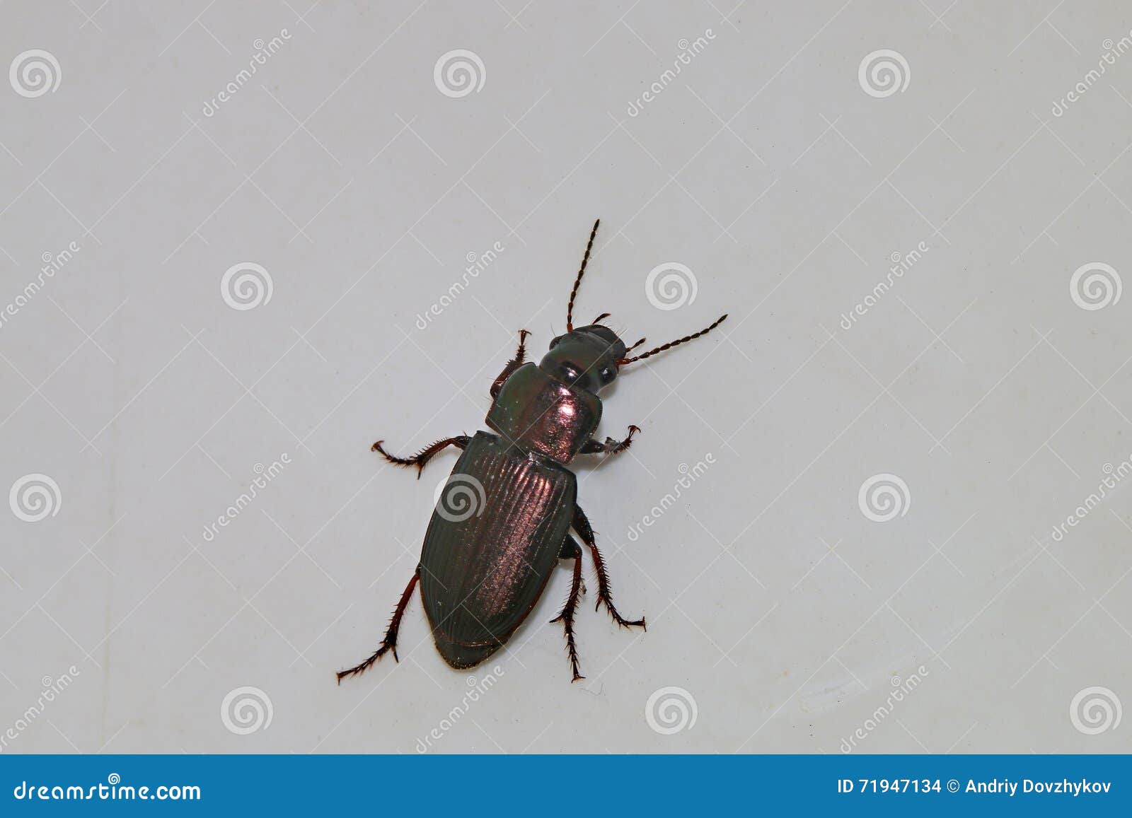 Kevers, spinnen, insecten stock foto. Image of poten - 71947134