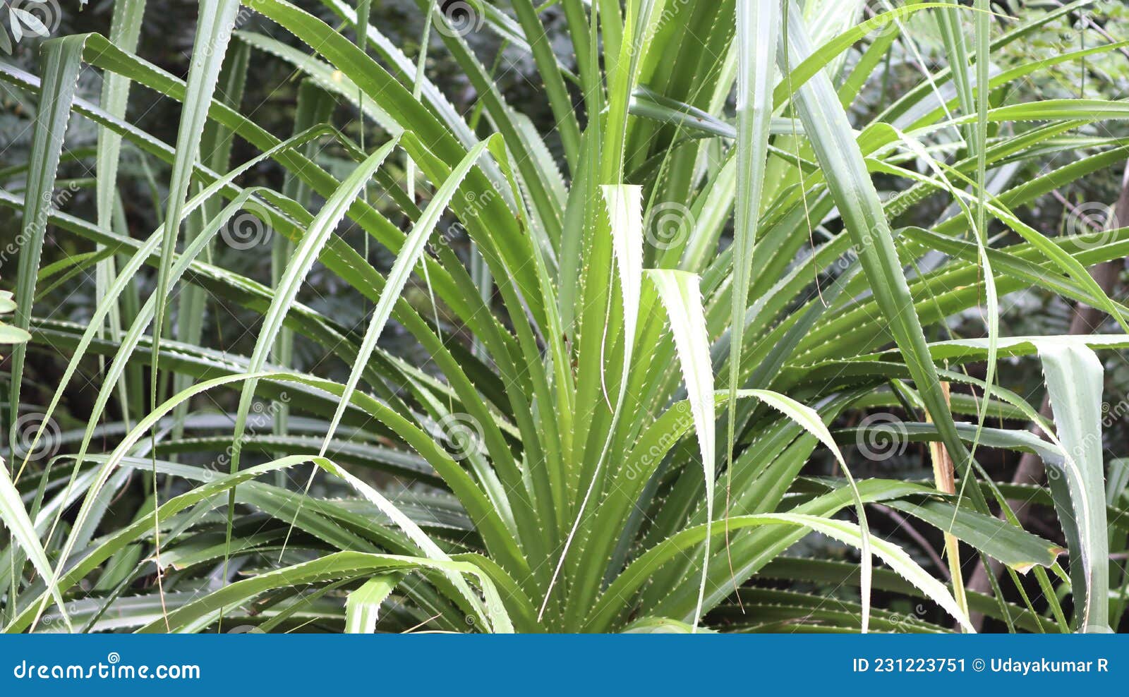 Thazhampoo Stock Photos - Free & Royalty-Free Stock Photos from Dreamstime