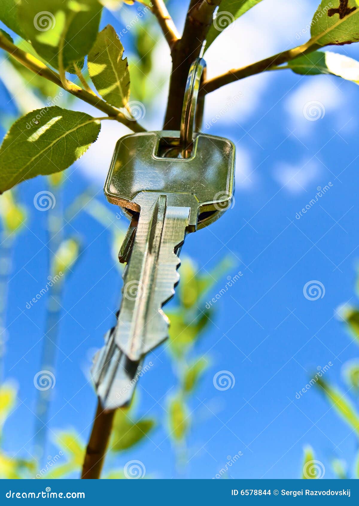 Key on branch stock photo. Image of green, safety, sale - 6578844