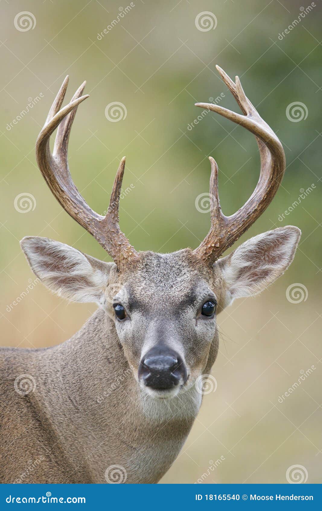 Key Deer stock photo. Image of undomesticated, threatened - 18165540