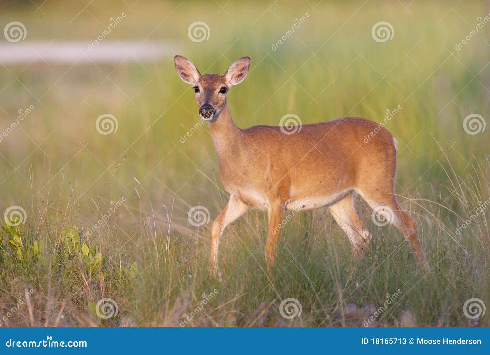 Key Deer stock image. Image of animal, pine, keys, protected - 18165713