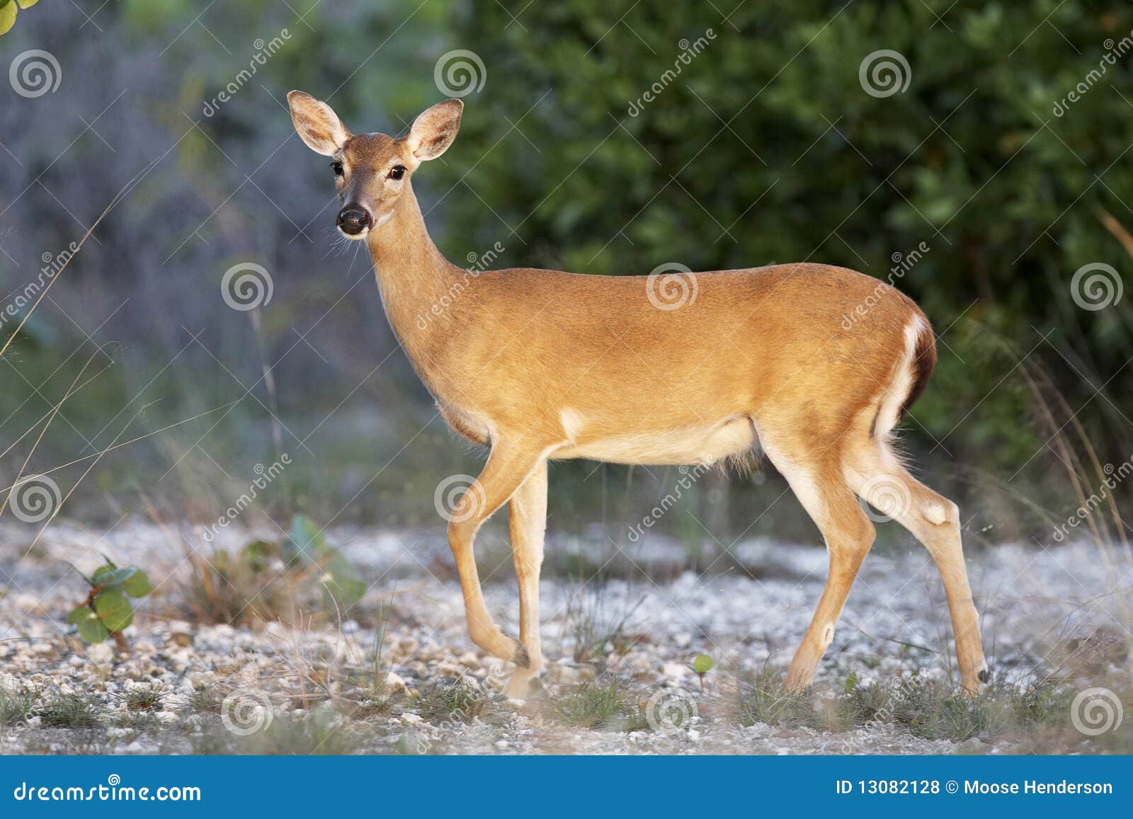 Key Deer on Big Pine Key stock photo. Image of listed - 13082128