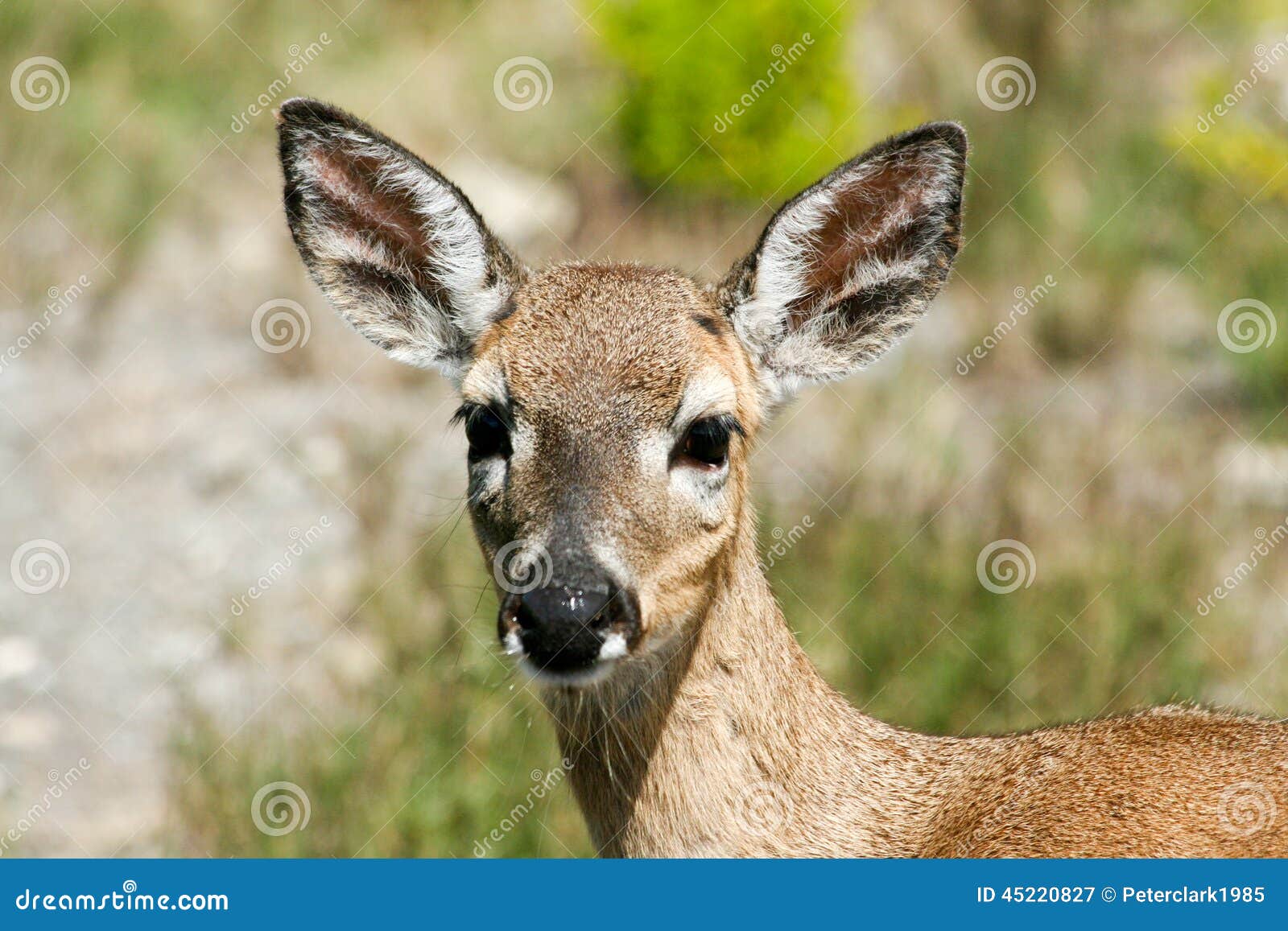 Key Deer in Big Pine Key, FL Stock Image - Image of odocoileus, mammals ...