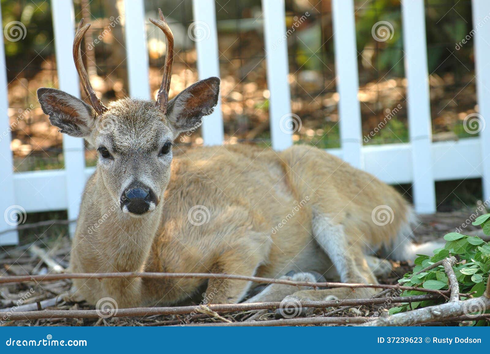 Key Deer Buck stock image. Image of odocoileus, antlers - 37239623