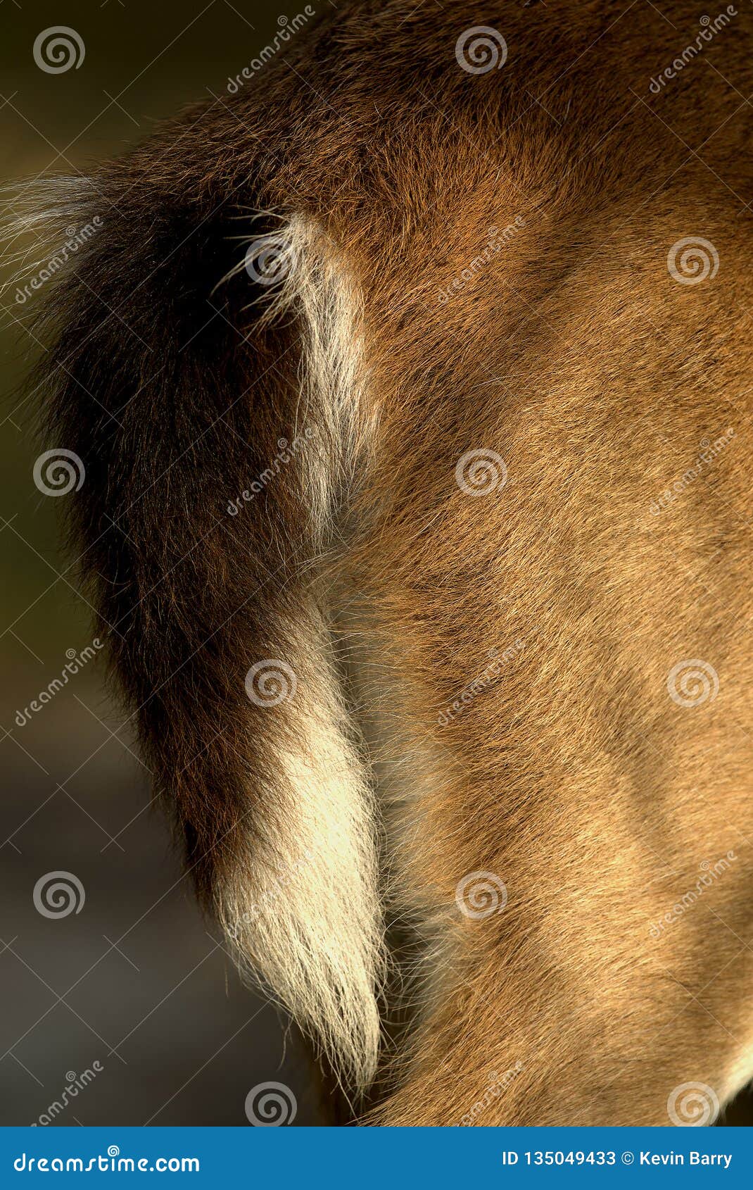 Key Deer in the National Key Deer Refuge, Big Pine Key, Florida Stock ...
