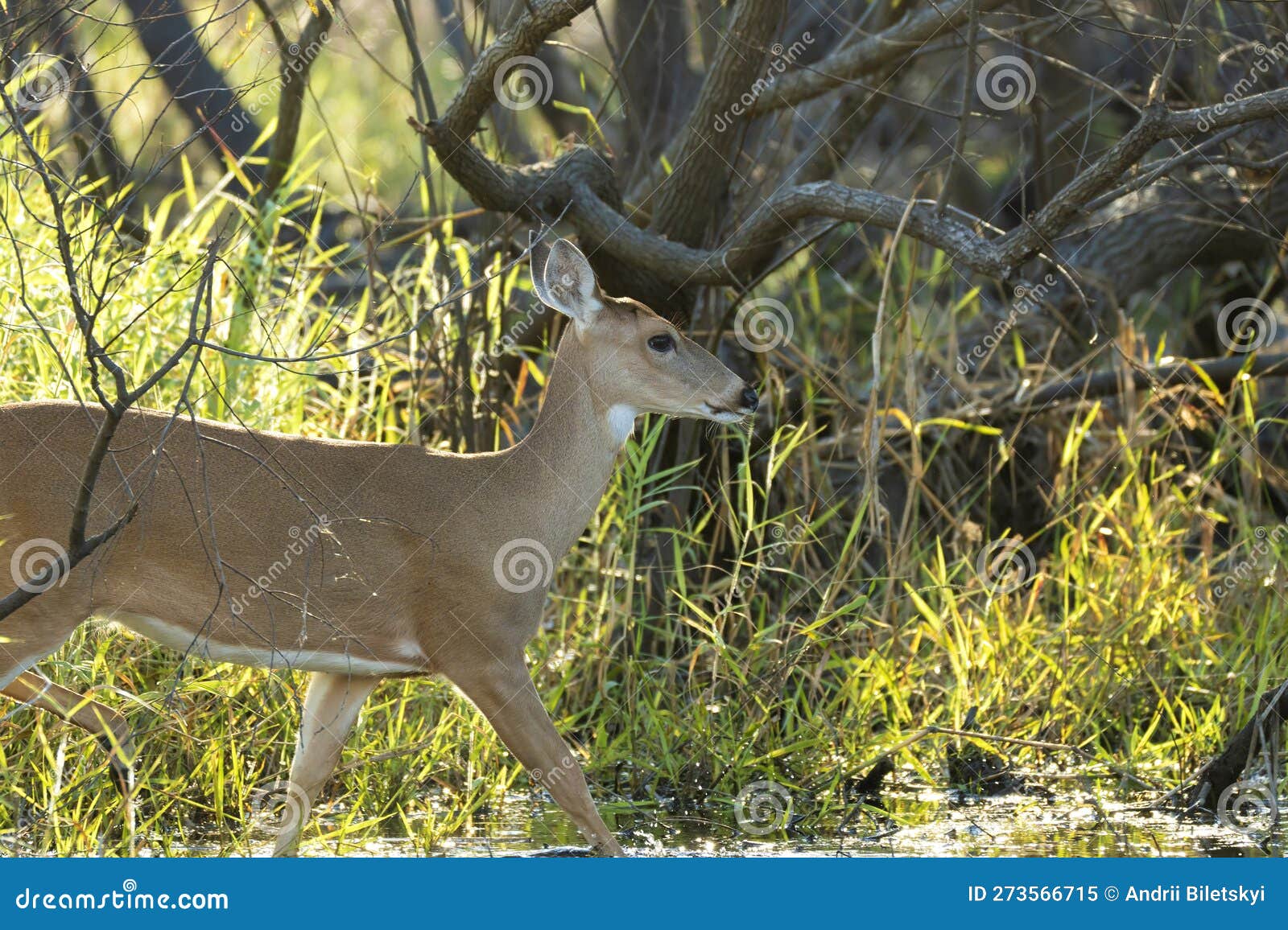 Key Deer in Natural Habitat in Florida State Park Stock Image - Image ...