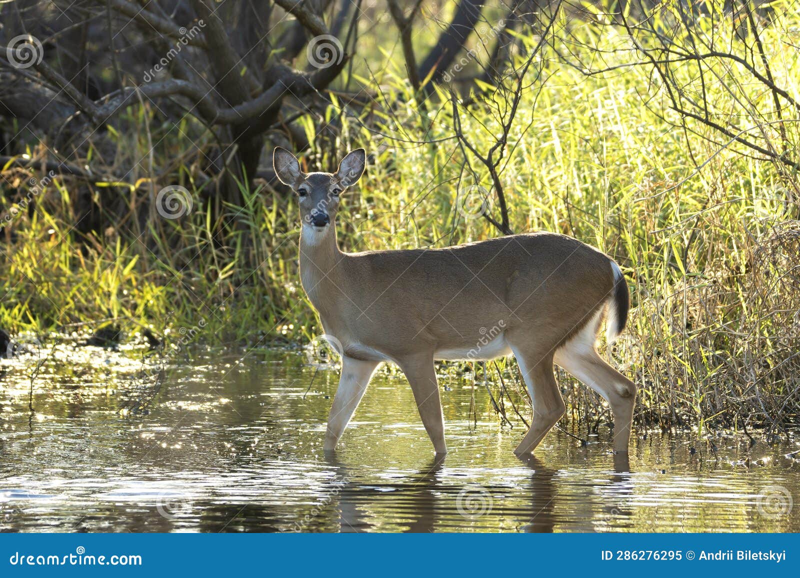 Key Deer in Natural Habitat in Florida State Park Stock Image - Image ...