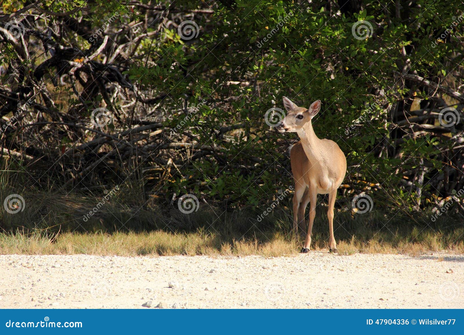 Key Deer stock photo. Image of keys, islands, preservation - 47904336