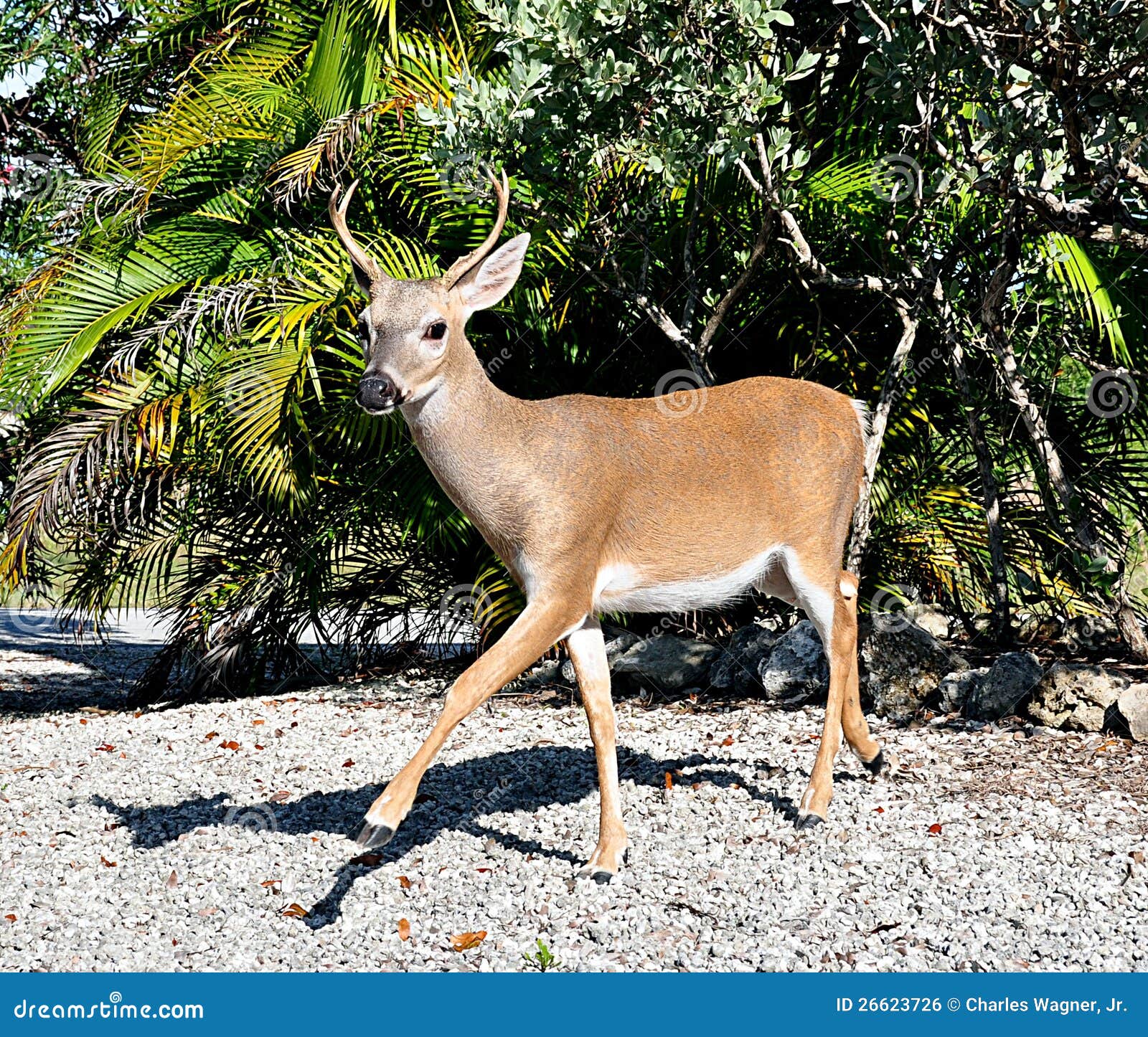 Key Deer Walking stock photo. Image of animals, clavium - 26623726