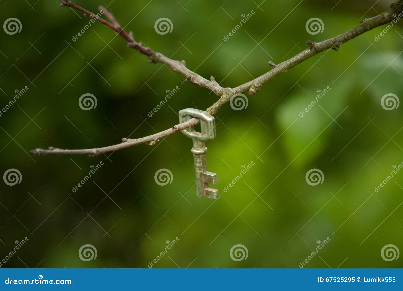 Key is Hanging on a Tree Branch Stock Image - Image of branch, hanging ...