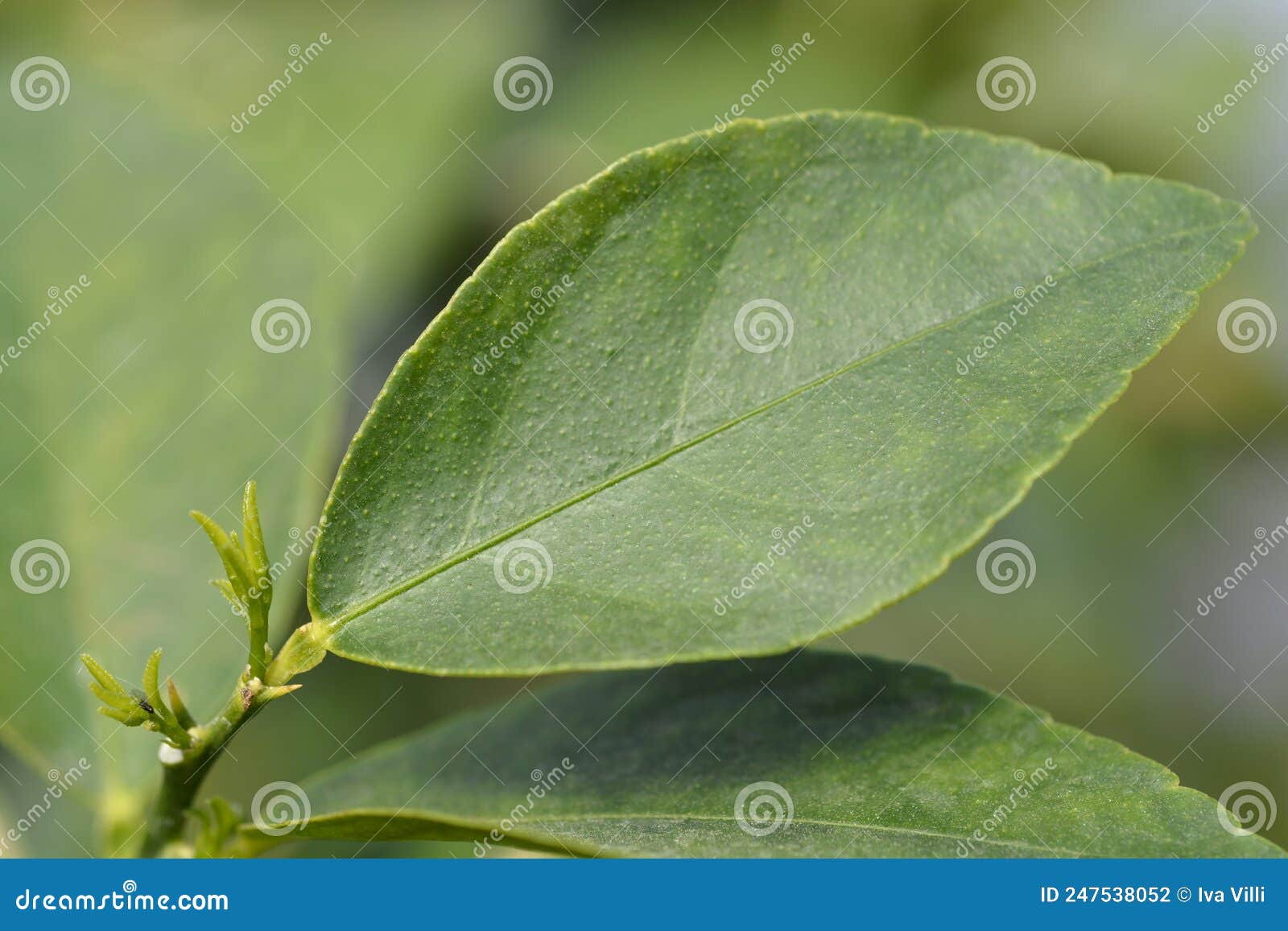 Key lime stock photo. Image of close, hybrid, aurantiifolia - 247538052