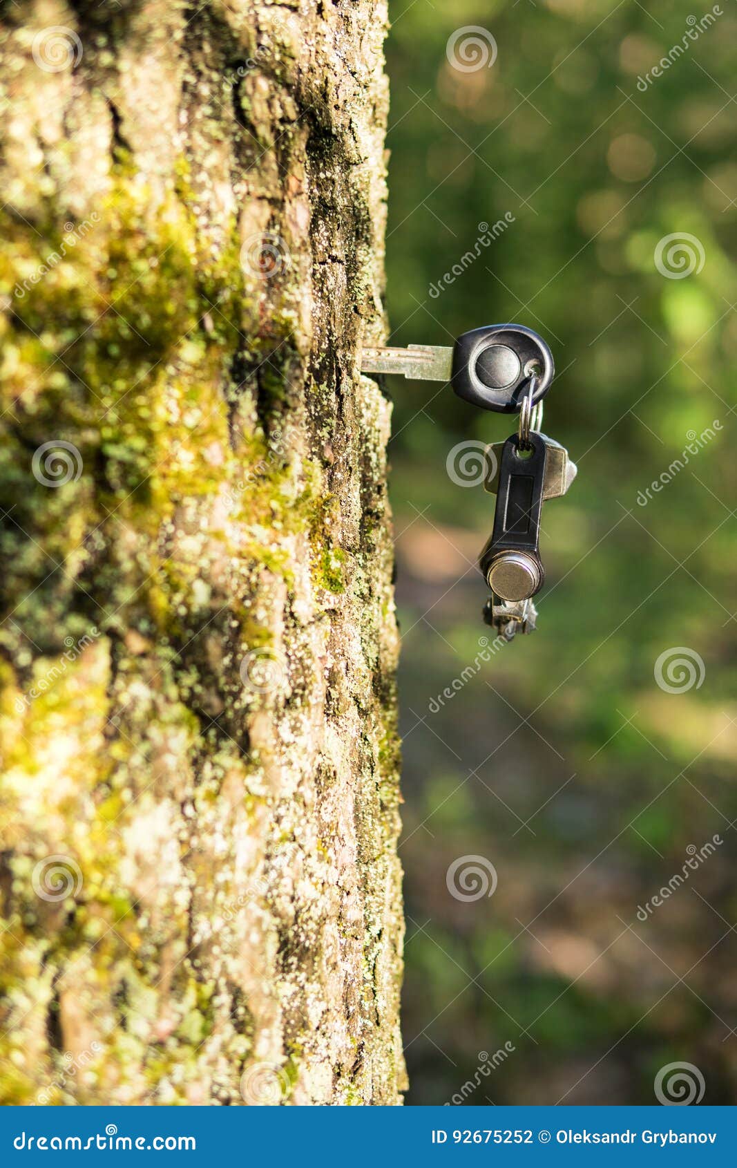 Key sticking in a tree stock photo. Image of decorative - 92675252