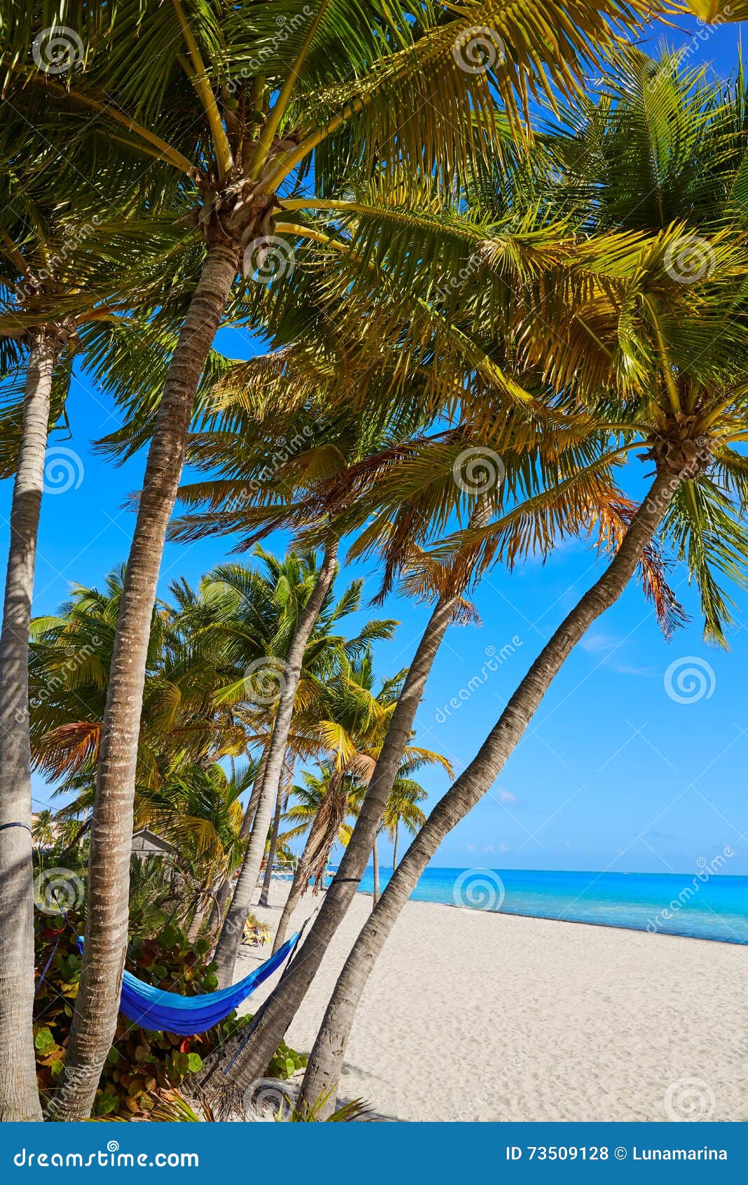 Key West Florida Smathers Beach Palm Trees US Stock Photo - Image of ...