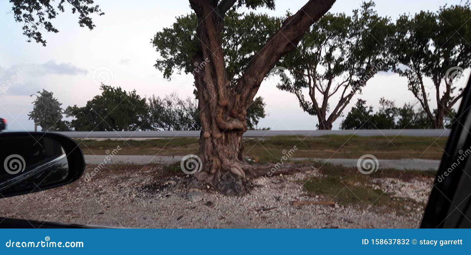 Key west tree stock photo. Image of savanna, nature - 158637832