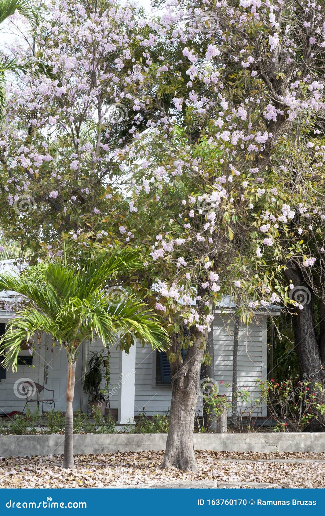 Key West Trees in Blossom stock photo. Image of west - 163760170