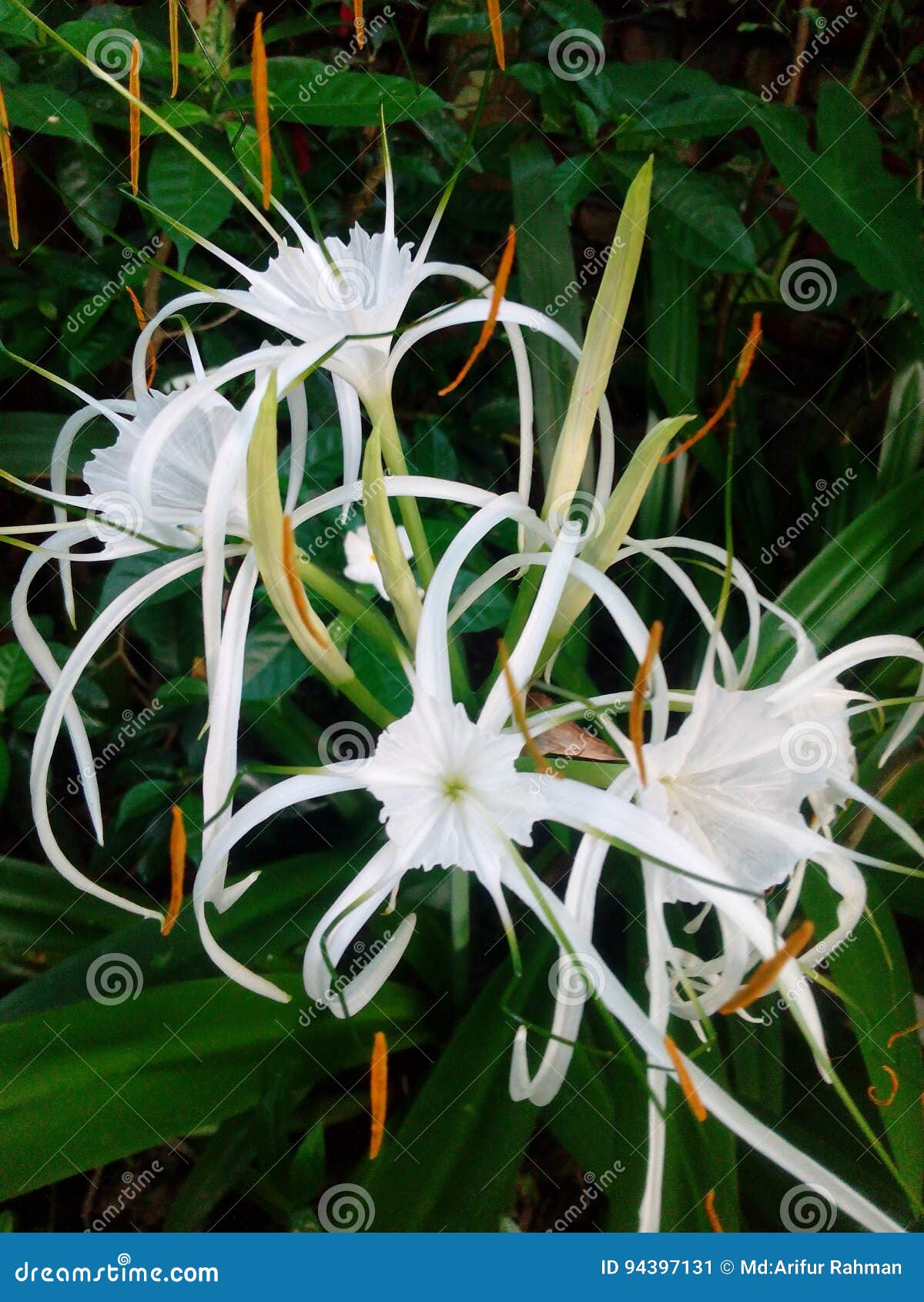 Keya 库存图片. 图片 包括有 甜甜, 微笑 - 94397131